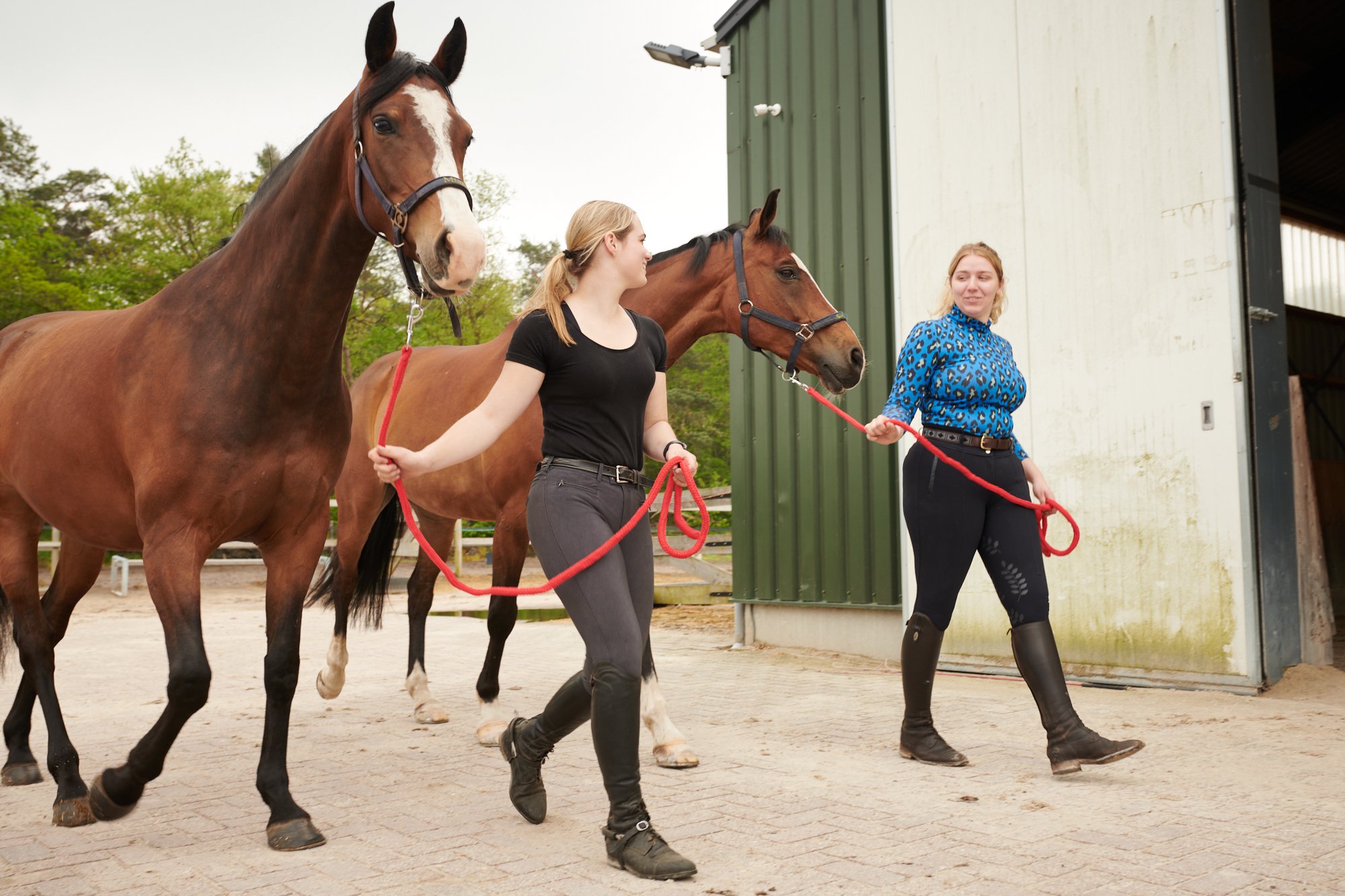 Paardensport en -houderij | Curio